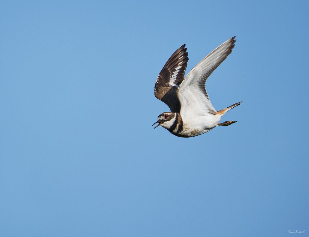 Killdeer in Flight - Avian Critiques - Nature Photographers Network