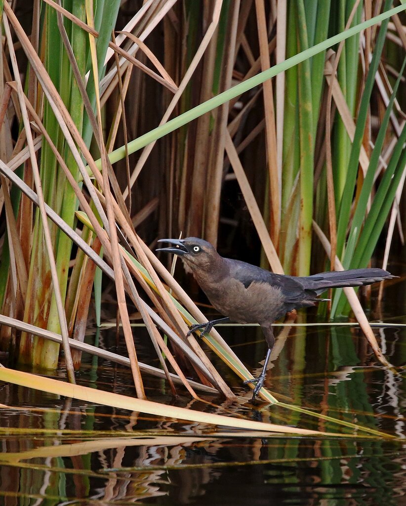Female Grackle Near Nest - Recropped - Avian Critiques - Nature ...