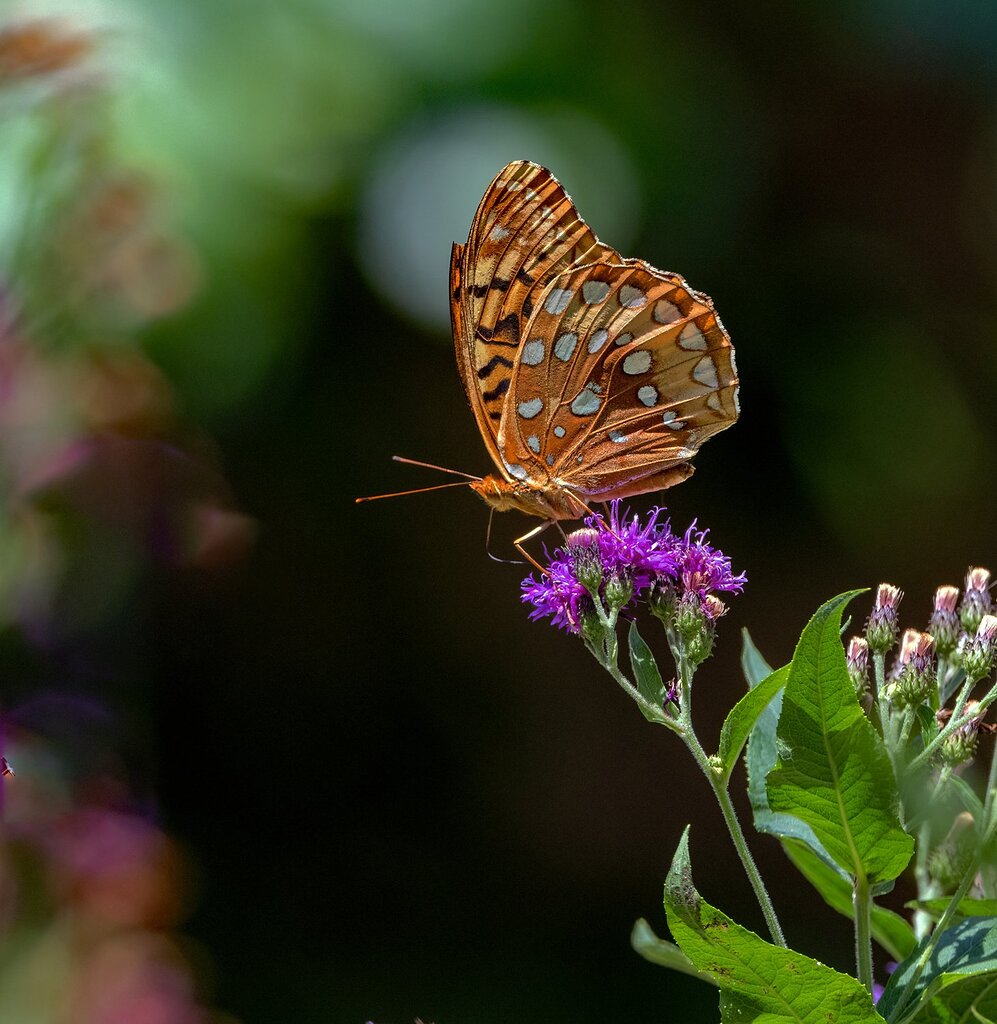 Great Spangled Fritillary - Macro/Close-up Critiques - Nature ...