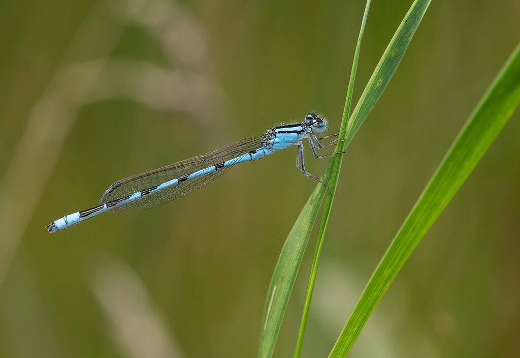 Familiar Bluet - Macro/Close-up Critiques - Nature Photographers Network