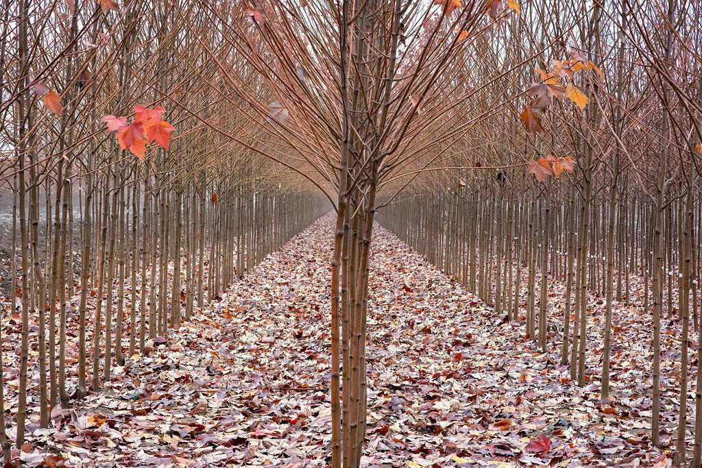 Symmetrical Trees - Weekly Challenge - Nature Photographers Network