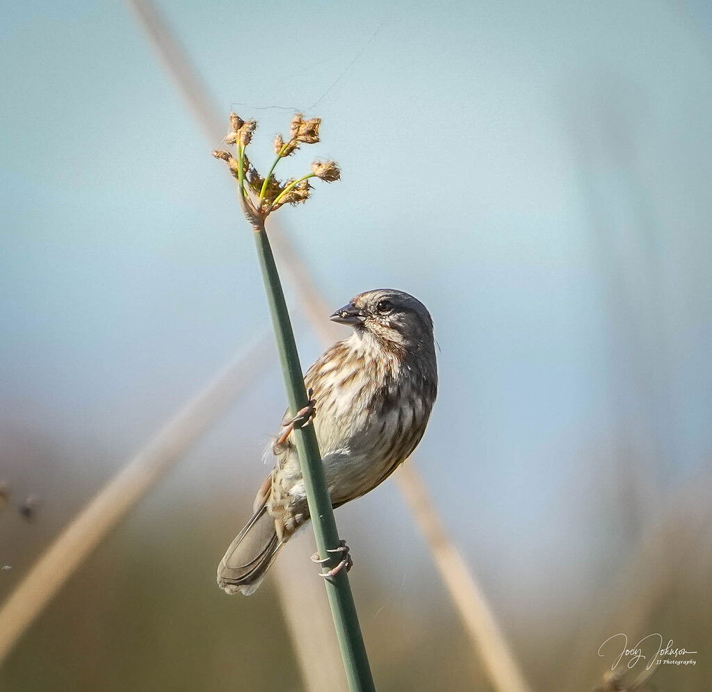Song Sparrow Hanging Out - Avian Critiques - Nature Photographers Network