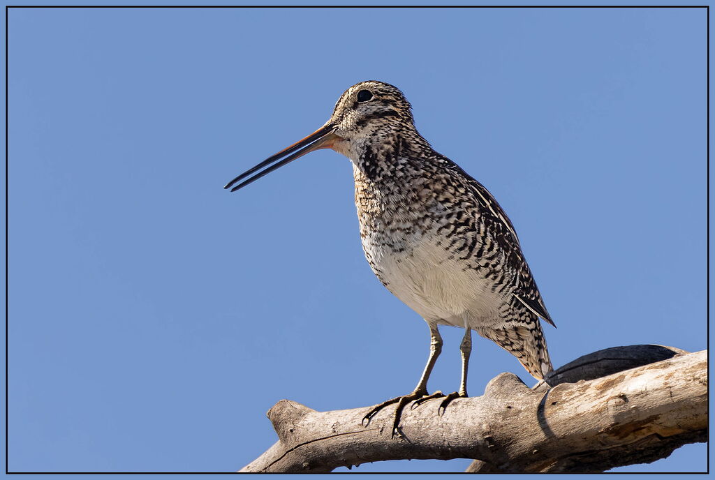 Wilson's Snipe - Image Critiques - Nature Photographers Network