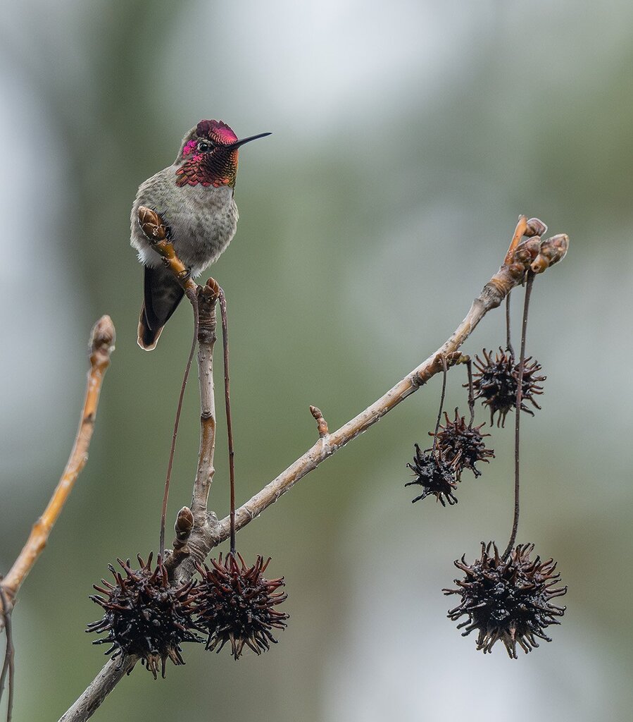 Hummer Sentinel - Avian Critiques - Nature Photographers Network