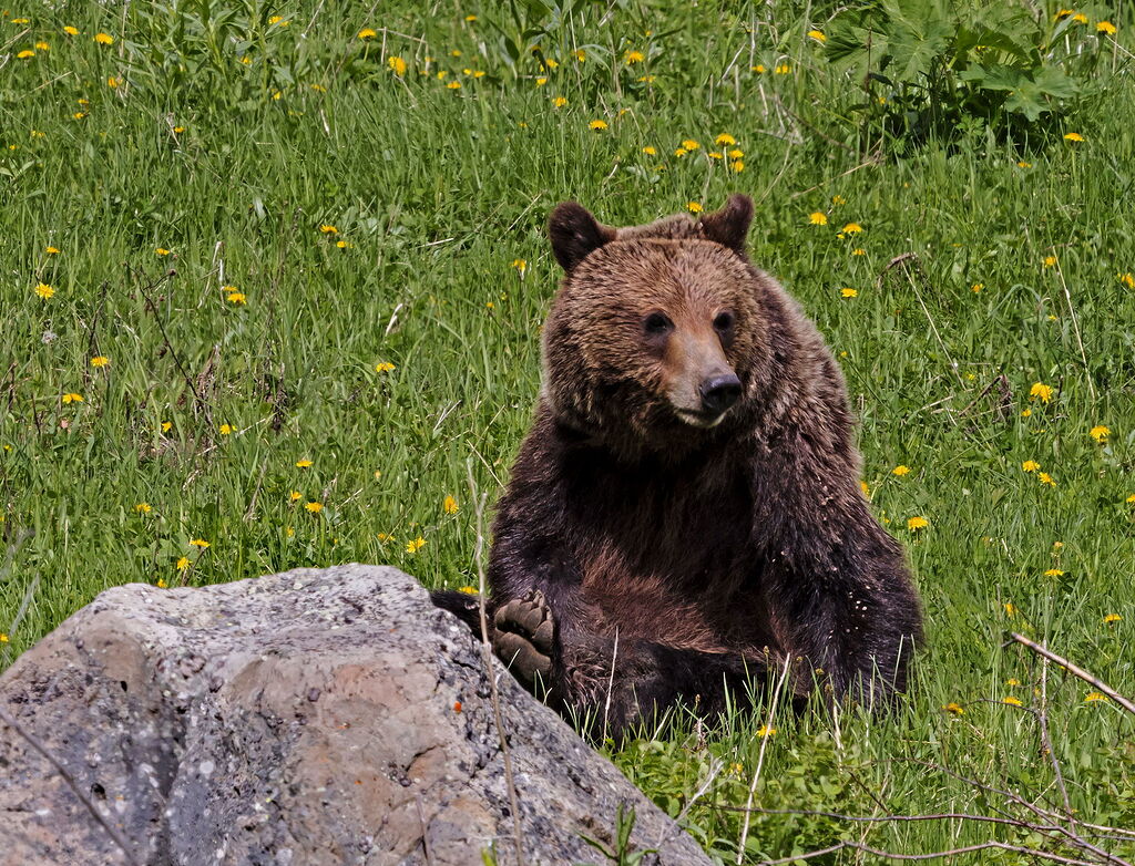 East Yellowstone Grizzly Series - New Order - Image Critiques - Nature ...
