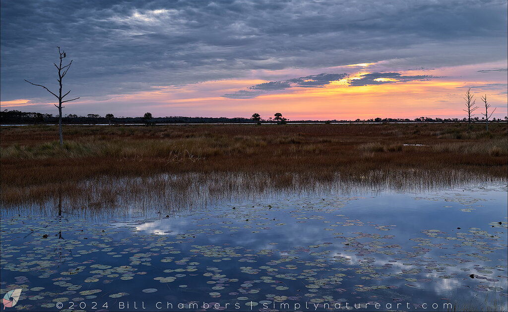 Marsh Morning - Landscape Critiques - Nature Photographers Network