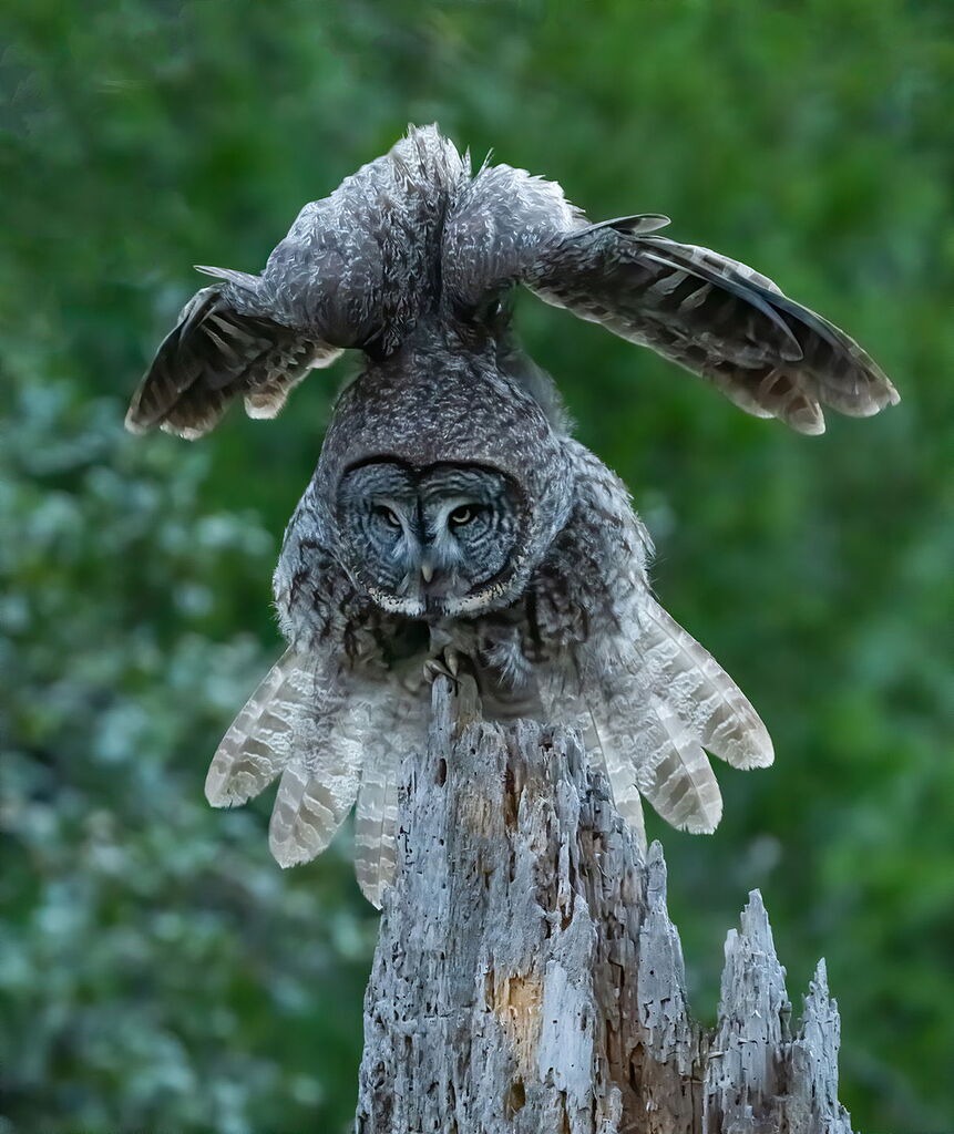 Wing Thing - Image Critiques - Nature Photographers Network