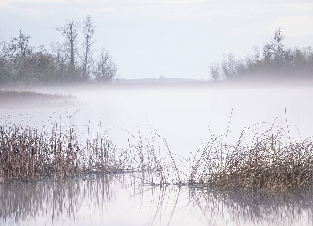 Foggy Fern Ridge Morning - Weekly Challenge - Nature Photographers Network