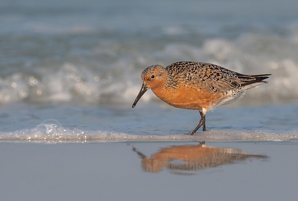 Red Knot in breeding plumage - Avian Critiques - Nature Photographers ...