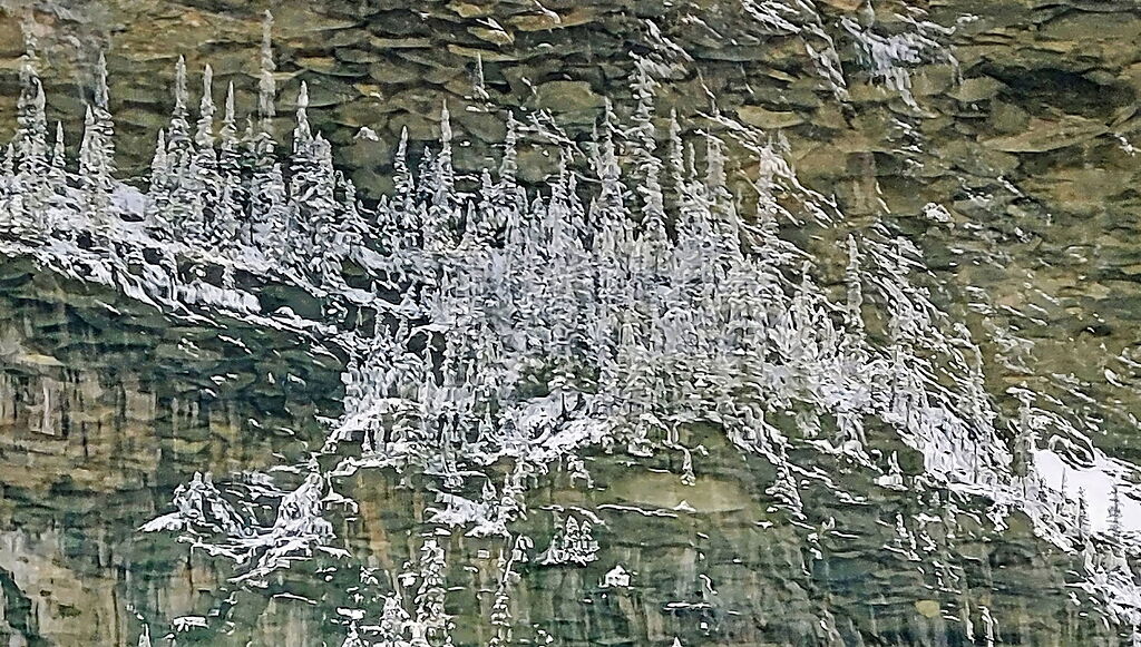 Tree-cicles - Inverted + Recropped - Weekly Challenge - Nature ...