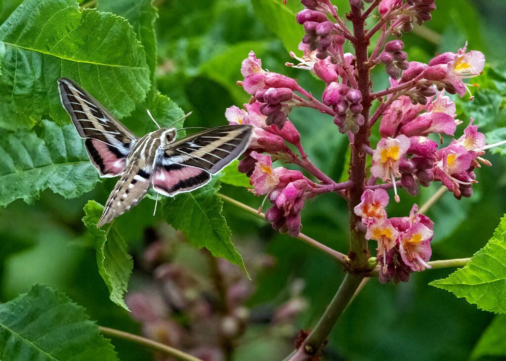 White-lined Sphinx Moth on Red Horse-chestnut + Repost for Crop ...
