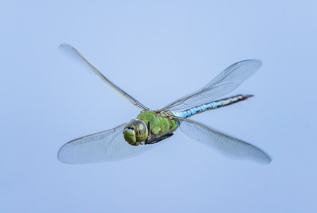 Green Darner in flight - Macro/Close-up Critiques - Nature ...
