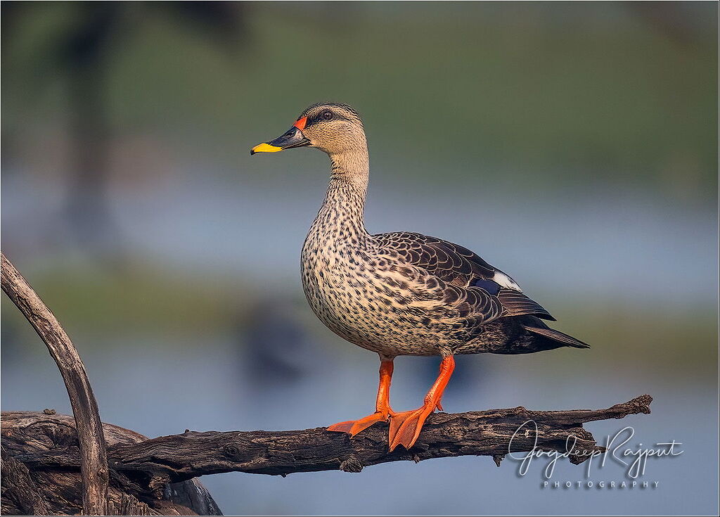 Spot-billed Duck - Avian Critiques - Nature Photographers Network