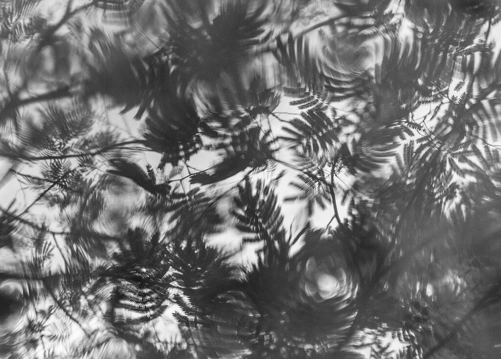 Distortion - Abstract Nature Critiques - Nature Photographers Network