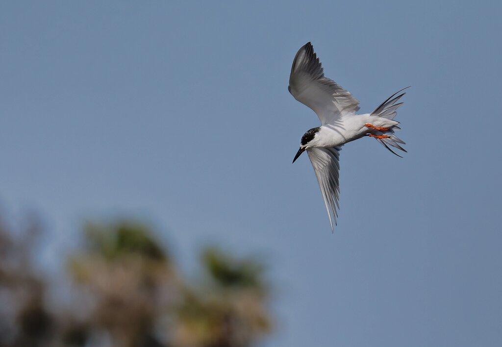 Tern in flight with repost - Avian Critiques - Nature Photographers Network