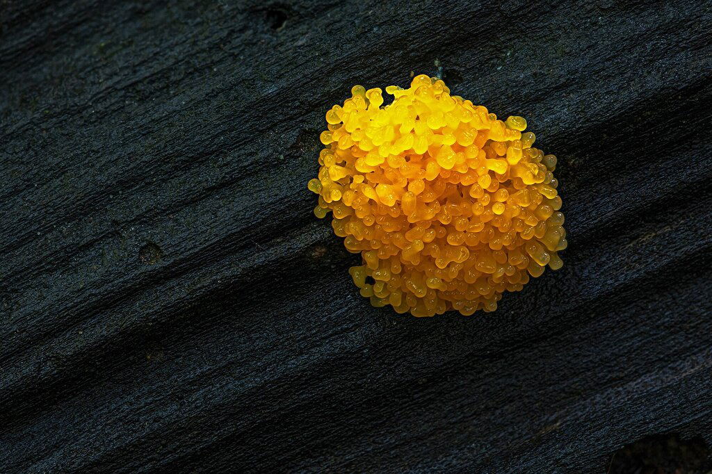 Yellow blob - Macro/Close-up Critiques - Nature Photographers Network