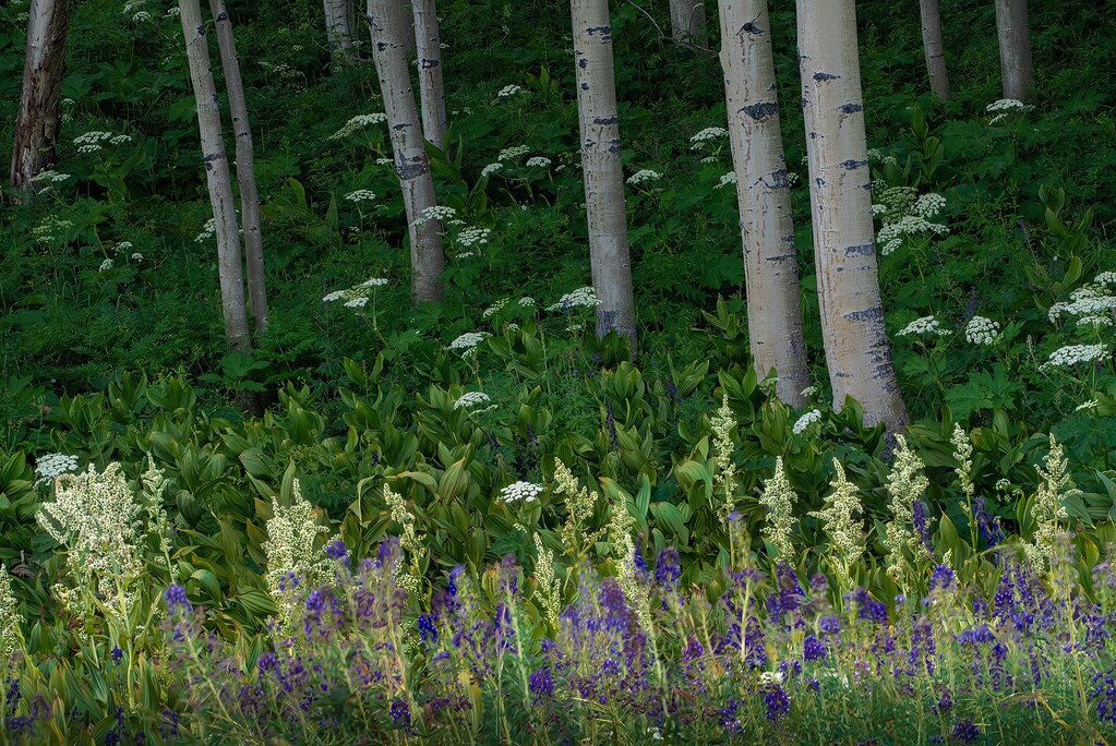 Wildflowers - Landscape Critiques - Nature Photographers Network