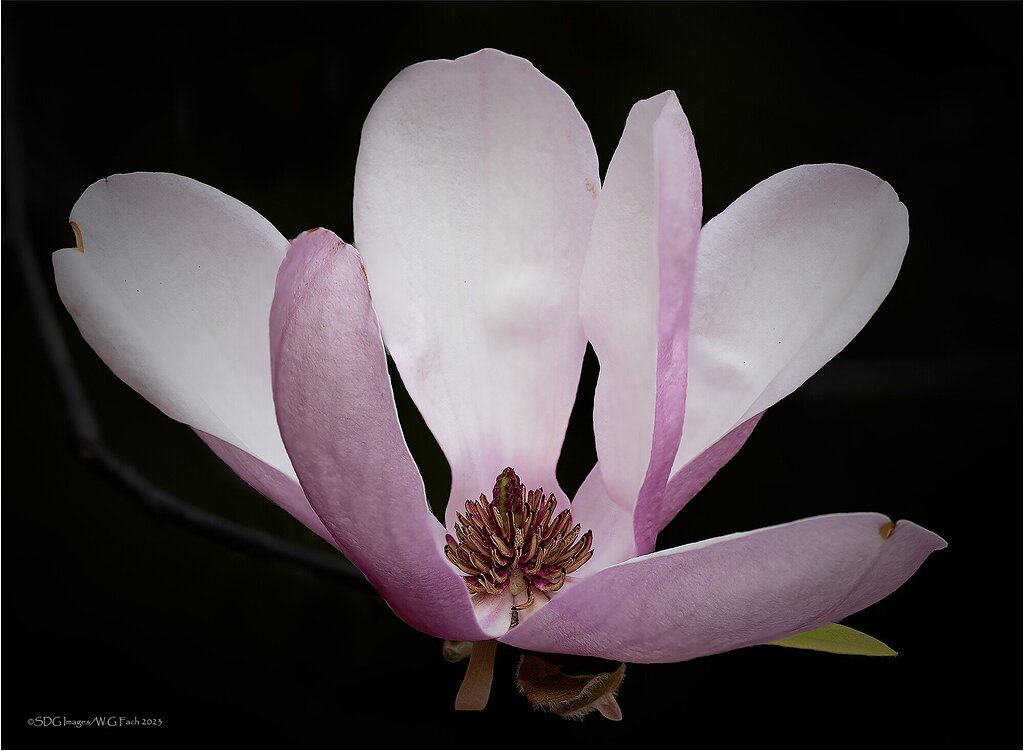 More Tricks - Flora Critiques - Nature Photographers Network