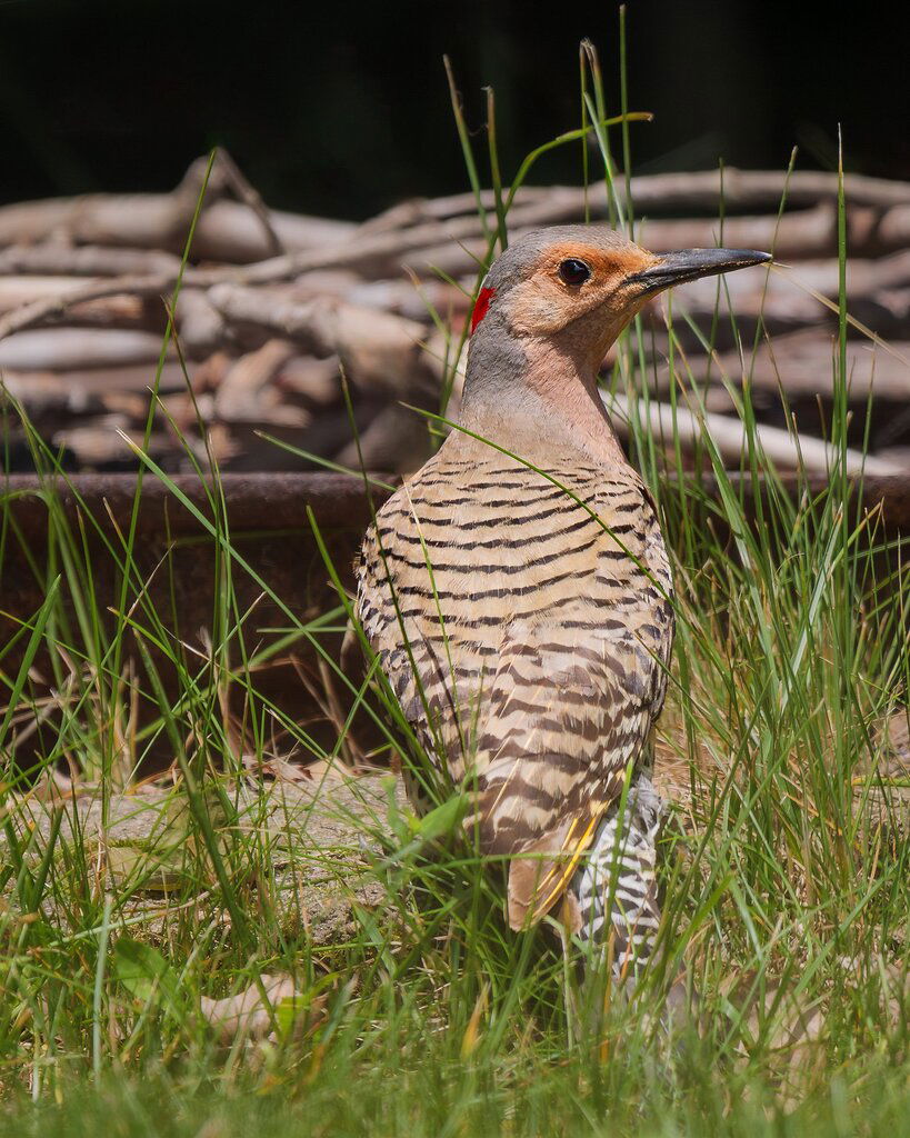 Colaptes auratus (w/1 re-edit) - Everything Else Critiques - Nature ...