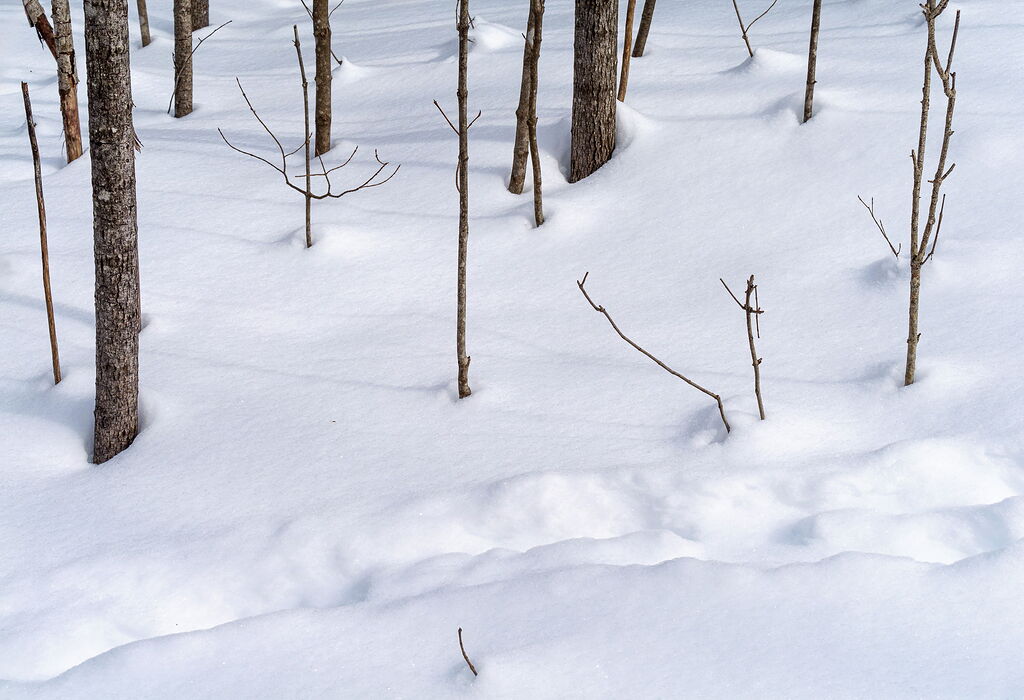 A year of absence - Image Critiques - Nature Photographers Network