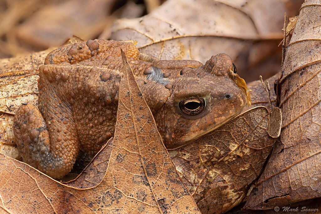 A well disguised toad - Macro/Close-up Critiques - Nature Photographers ...