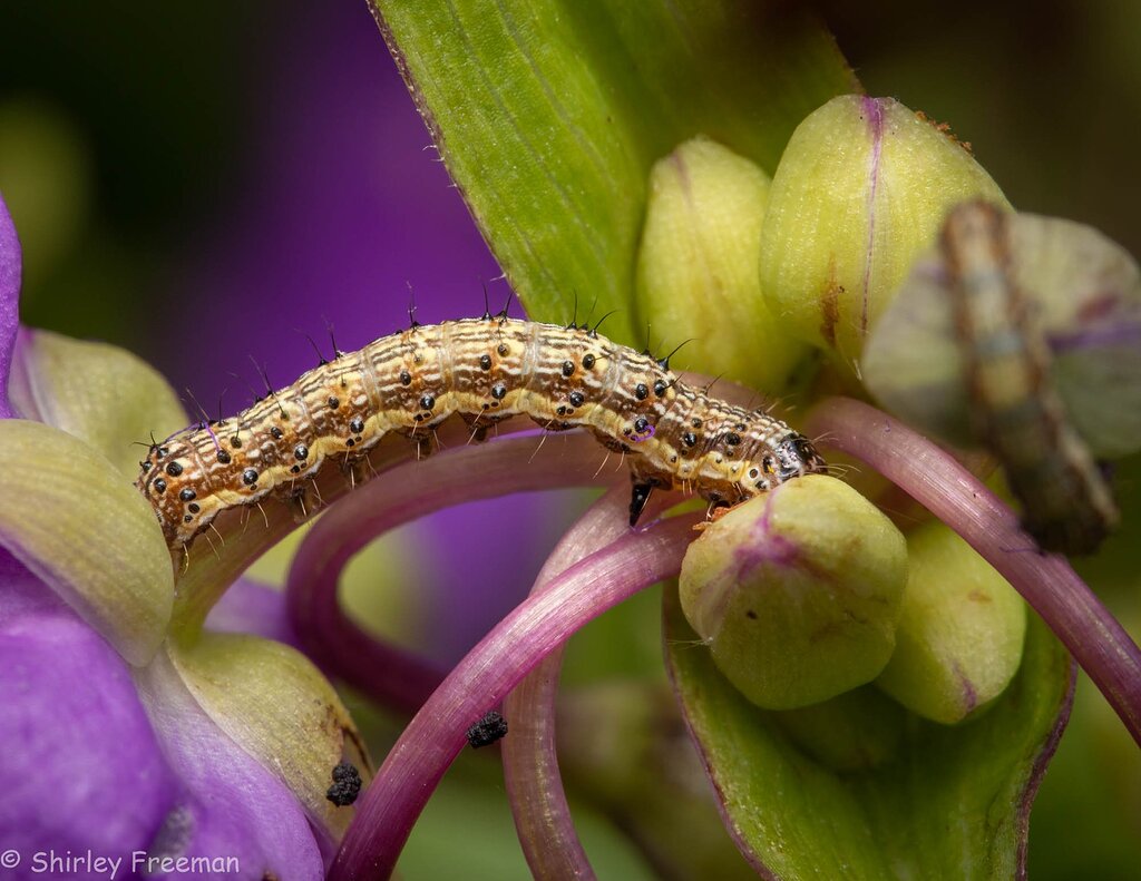 Tiny Caterpillar - Macro/Close-up Critiques - Nature Photographers Network