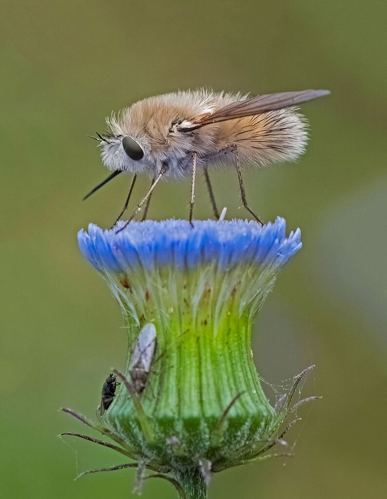 Bee Fly + Rework - Image Critiques - Nature Photographers Network