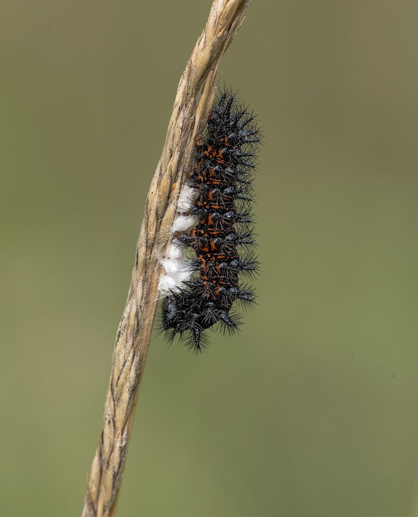 Baltimore Checkerspot Larva and Glyptanteles Cocoons - Macro/Close-up ...