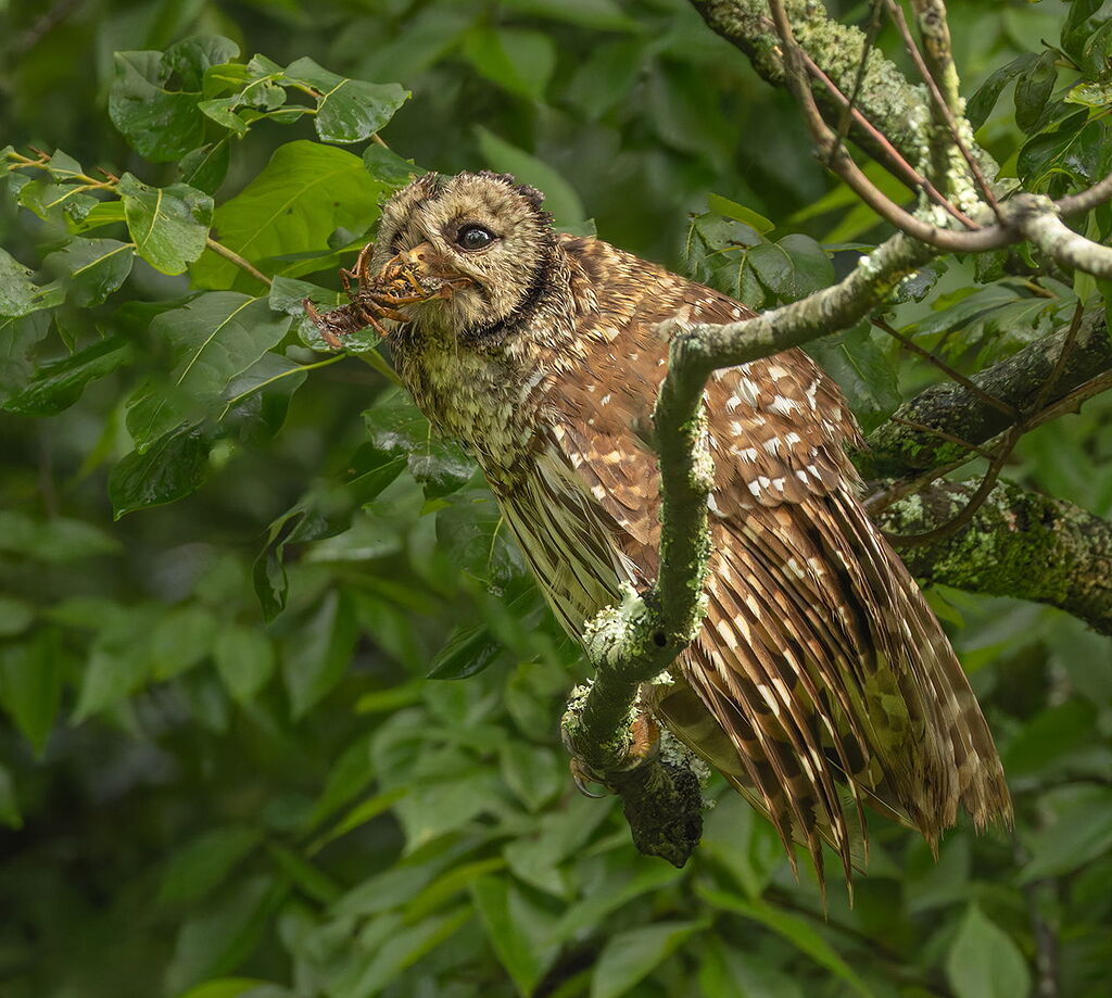 Barred Owl - Avian Critiques - Nature Photographers Network