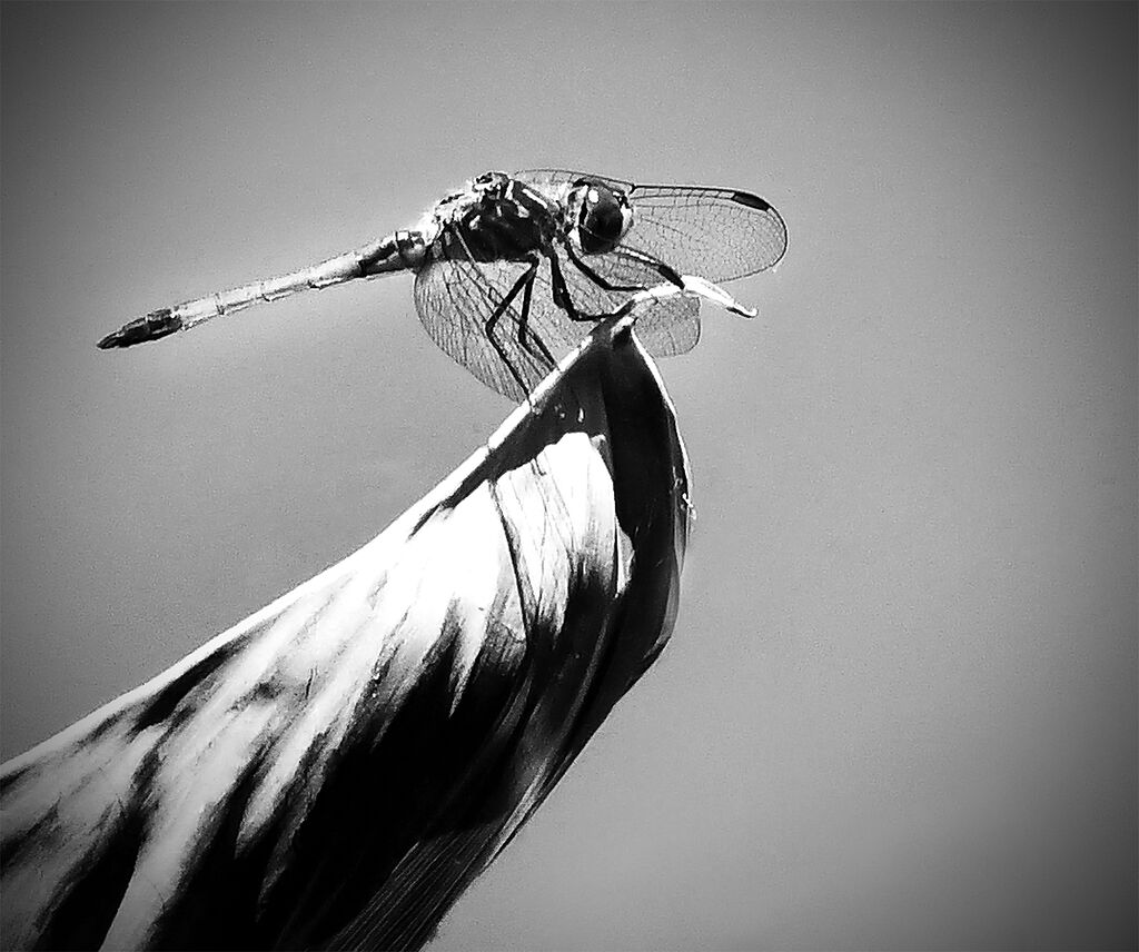 Zoom DragonFly - Image Critiques - Nature Photographers Network