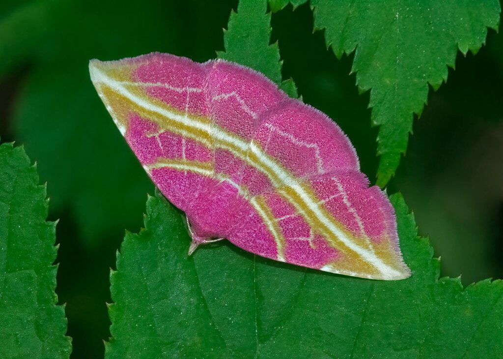 Lucky Lips - Weekly Challenge - Nature Photographers Network