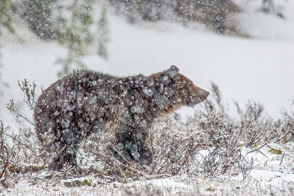 "Griz in a Bliz" - Wildlife Critiques - Nature Photographers Network