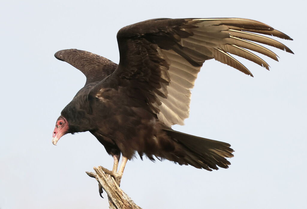 King of the perch Turkey Vulture - Image Critiques - Nature ...
