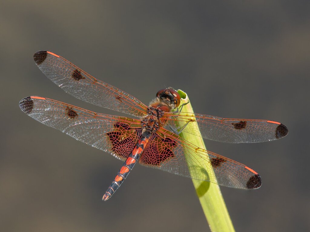 Calico Pennant Dragonfly - Macro/Close-up Critiques - Nature Photographers Network