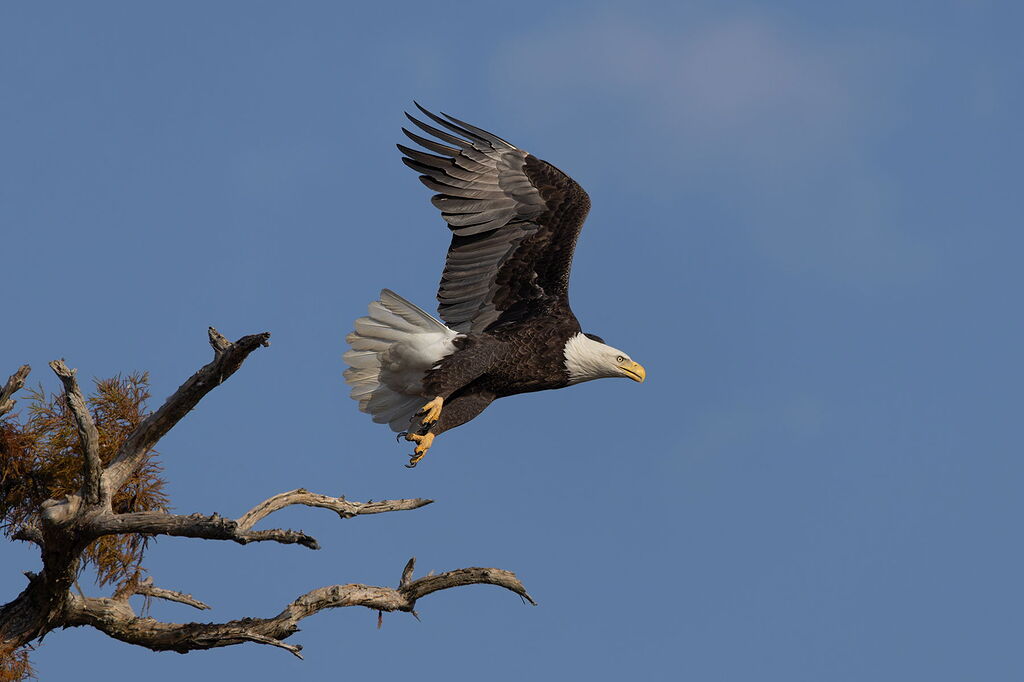 Bald Eagle Lift Off - Image Critiques - Nature Photographers Network