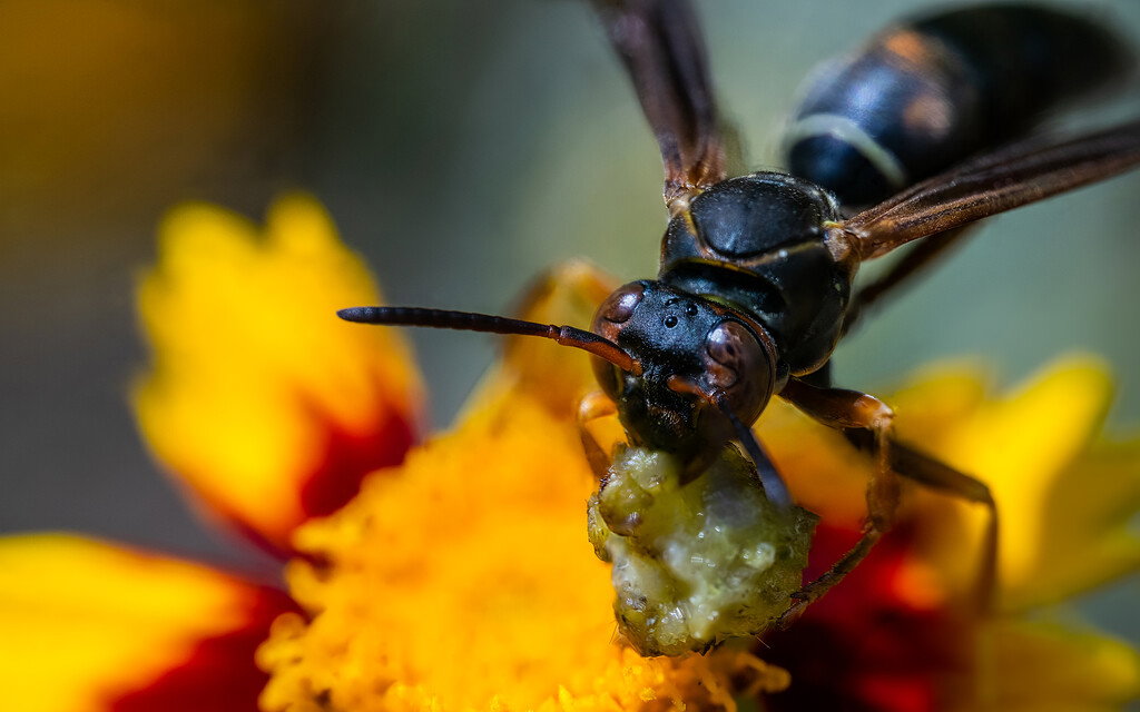 Dark paper wasp - Image Critiques - Nature Photographers Network