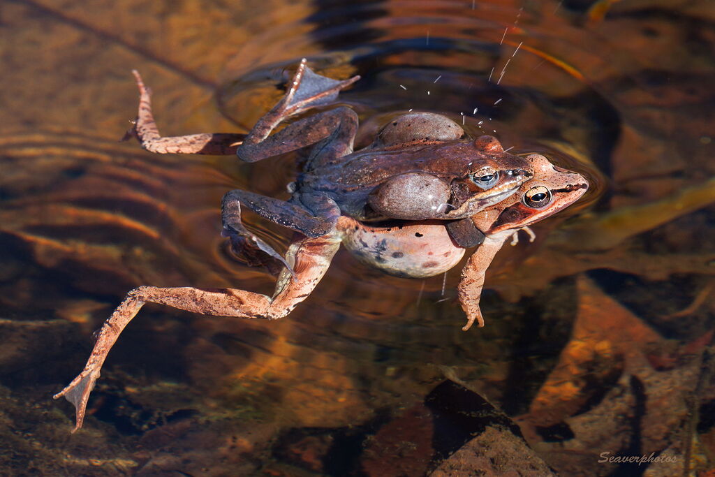 Wood Frogs: In amplexus and still calling - Macro/Close-up Critiques ...