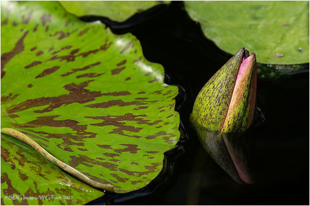 Potential - Image Critiques - Nature Photographers Network