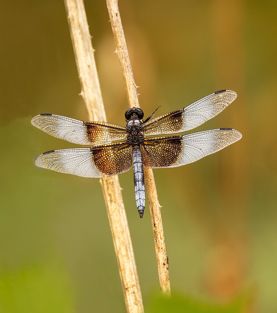 Widow Skimmer - Macro/Close-up Critiques - Nature Photographers Network