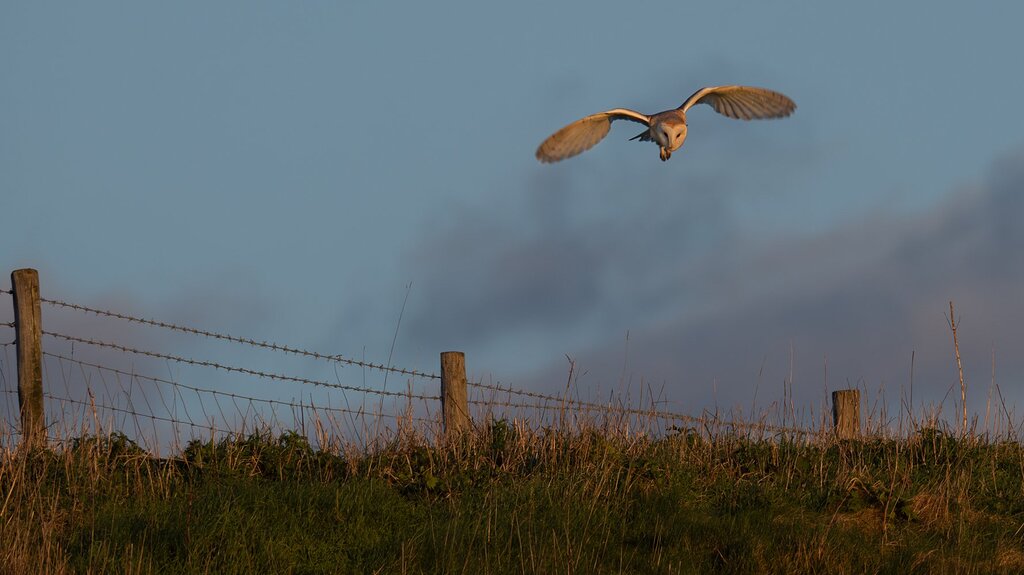Hunting Barn Owl - Avian Critiques - Nature Photographers Network