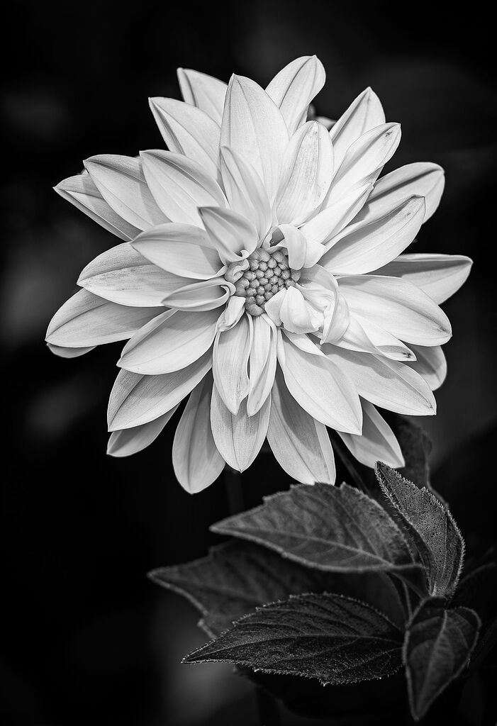 Dahlia Portrait in B&W - Flora Critiques - Nature Photographers Network