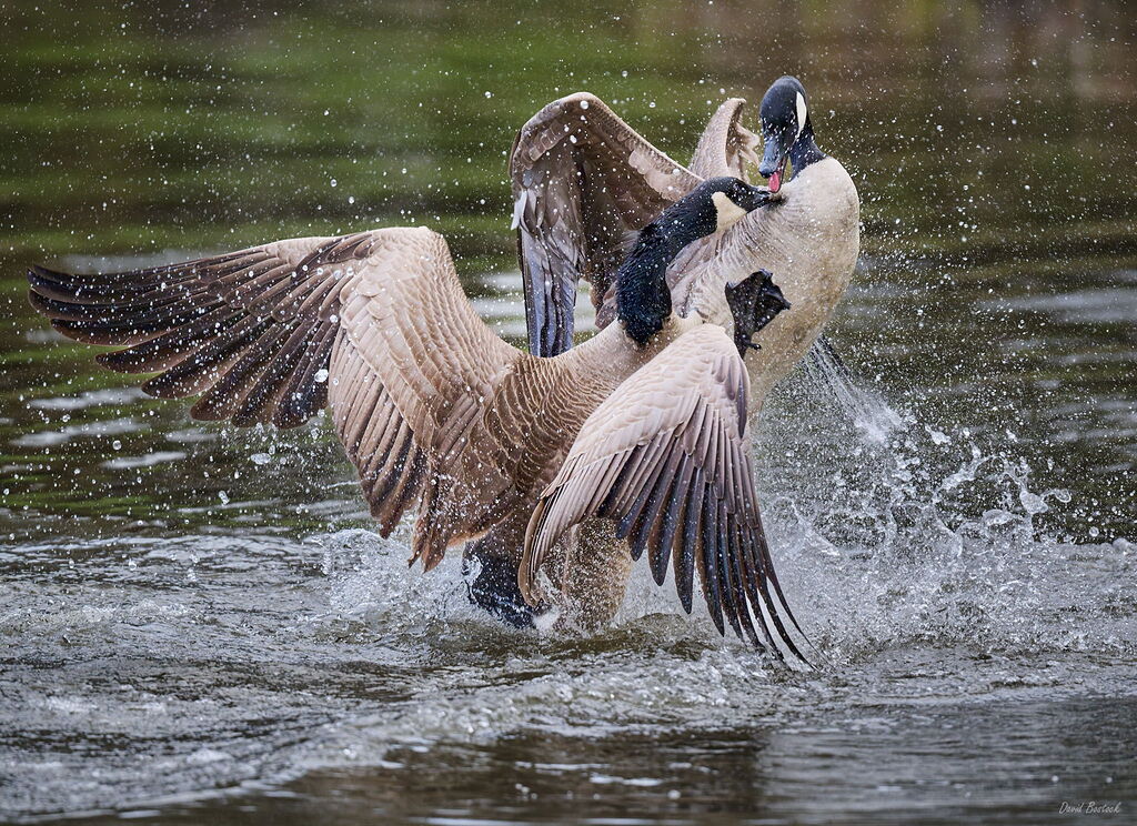 Goose Fight w/Update - Image Critiques - Nature Photographers Network