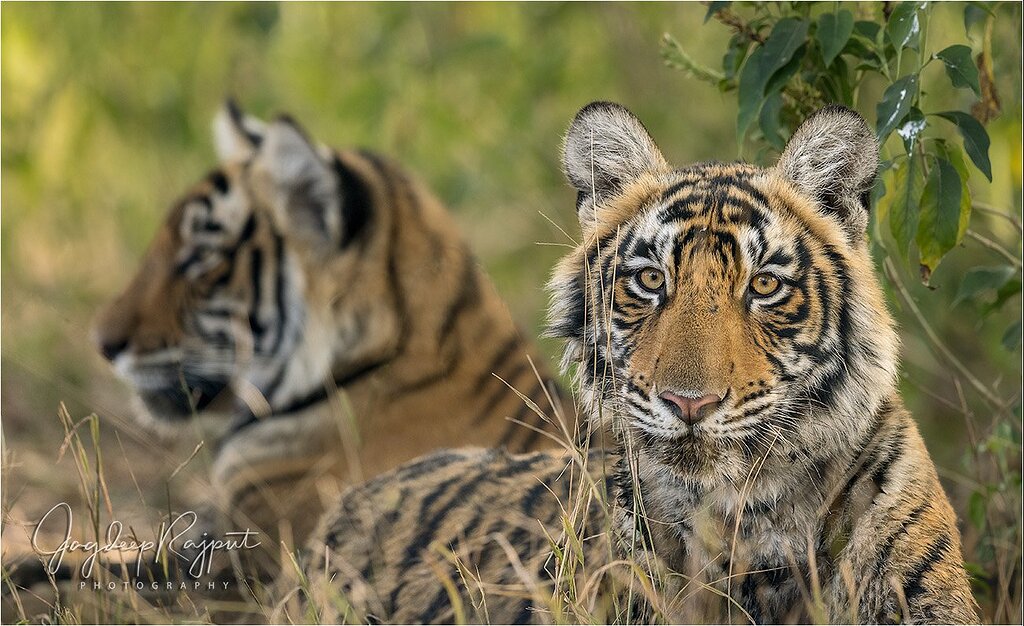 Tiger Cubs - Wildlife Critiques - Nature Photographers Network