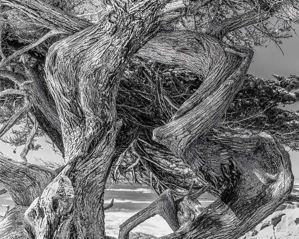 Twisted Cypress - Image Critiques - Nature Photographers Network