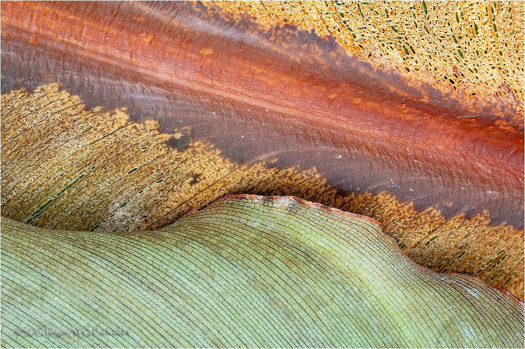 Frostbite 2024 - Macro/Close-up Critiques - Nature Photographers Network