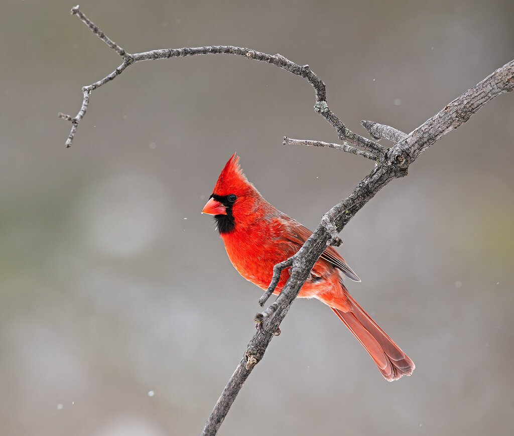 Winter Warmth: Male Northern Cardinal - Avian Critiques - Nature ...
