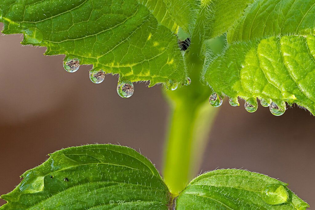 Droplet lenses - Weekly Challenge - Nature Photographers Network