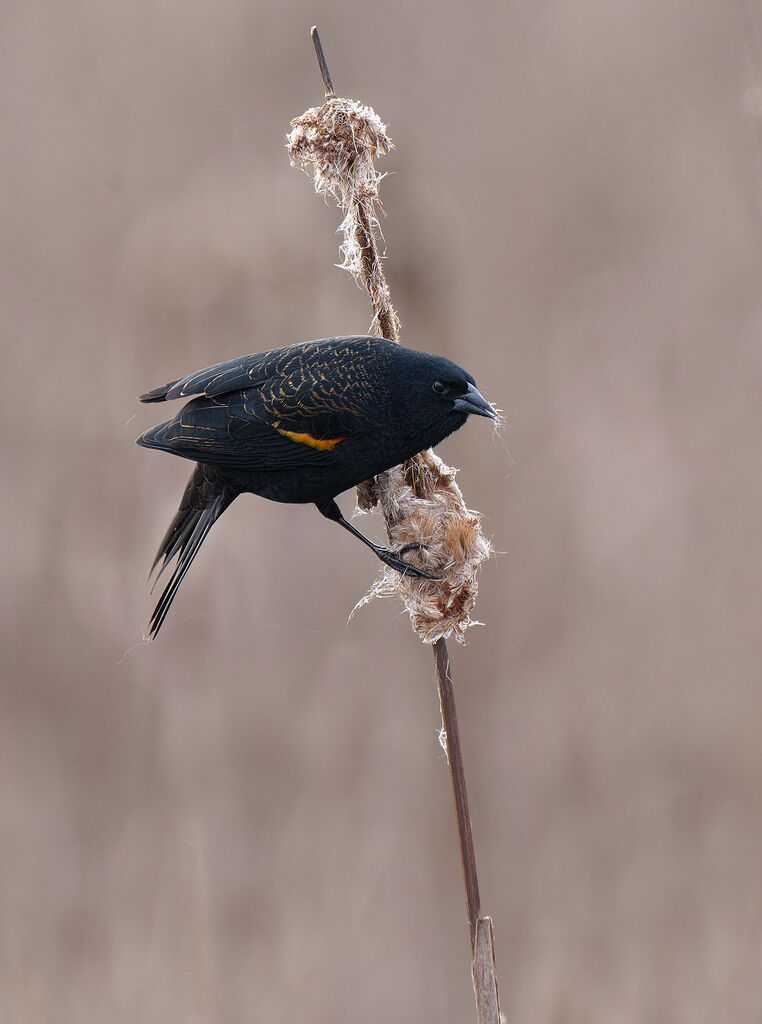 Red-winged Blackbird and Alternate Version and yet another - Image ...
