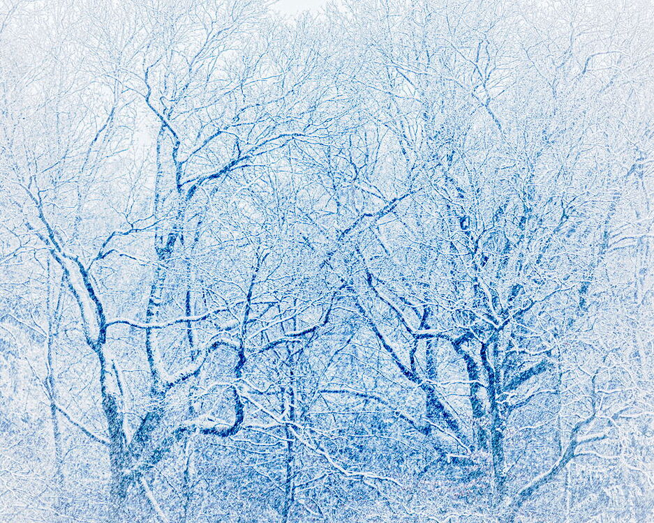 Snow Flurry - Image Critiques - Nature Photographers Network