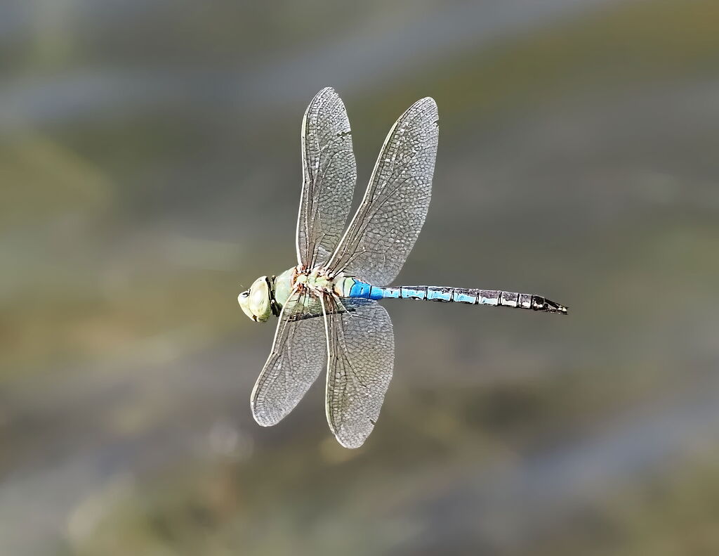 Common Green Darner in flight - Macro/Close-up Critiques - Nature ...